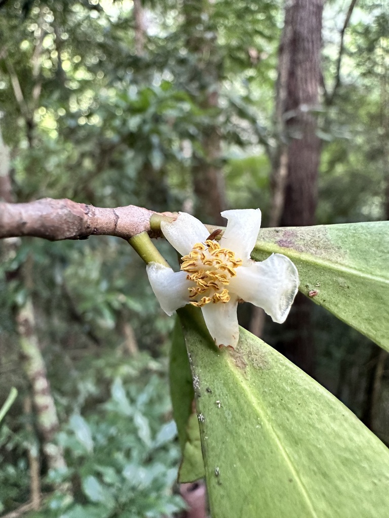 Japanese Ternstroemia from 雪霸國家公園, 和平區, TXG, TW on August 12, 2023 at ...
