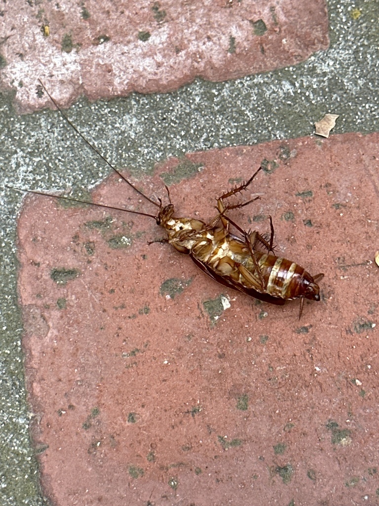 Turkestan Cockroach from Hamburg Square, San Diego, CA, US on August 4 ...