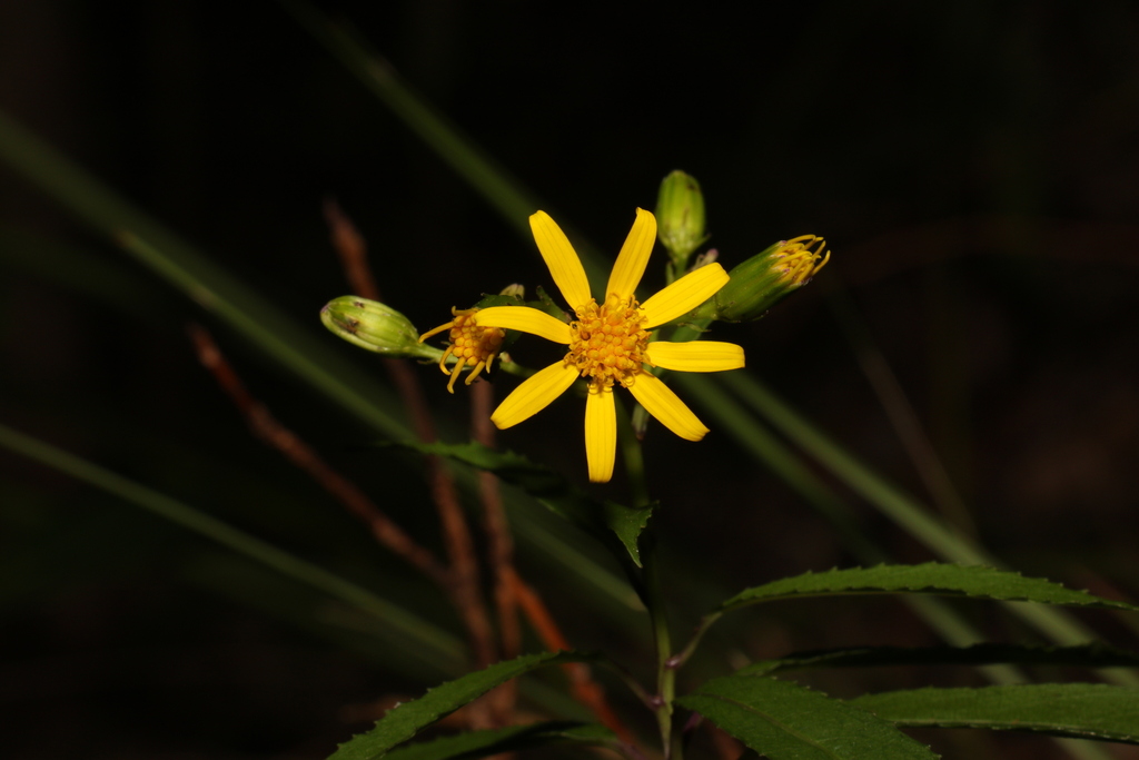 Almond-Leaved Senecio from Undullah QLD 4285, Australia on August 12 ...