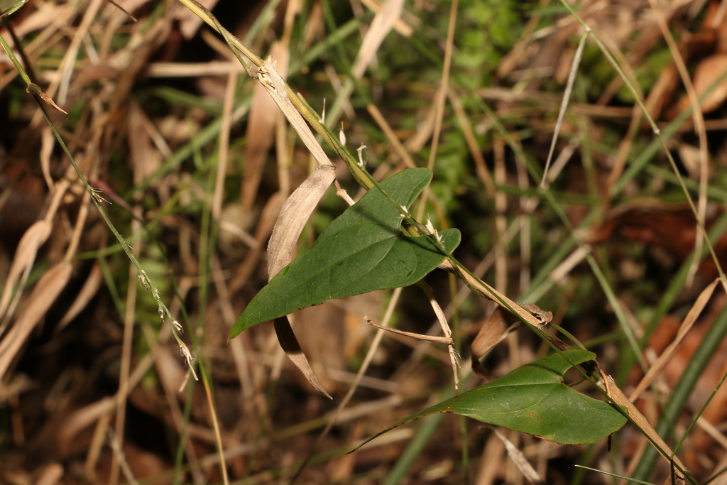 Stinging Vine from Undullah QLD 4285, Australia on August 12, 2023 at ...