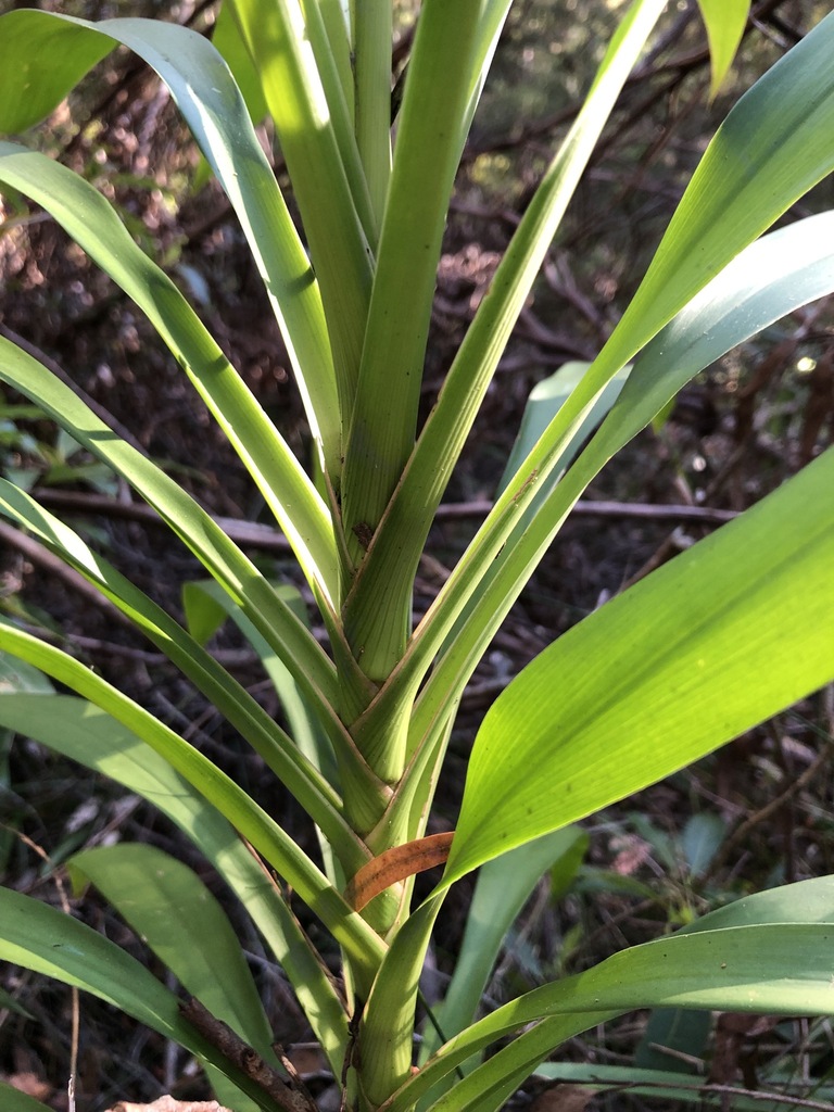 Slender Palm Lily from Birdwood Gully, Springwood, NSW, Australia on ...