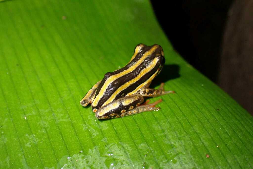 Painted Reed Frog from Lighthouse Reef, Paindane, Jangamo, Mozambique ...