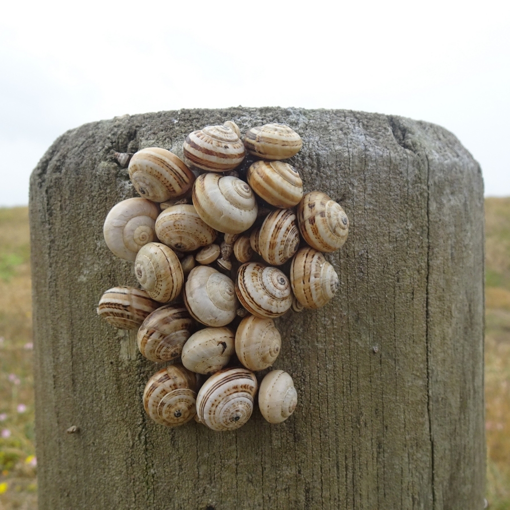 White Italian Snail from Bricqueville-sur-Mer, Frankrijk on July 1 ...