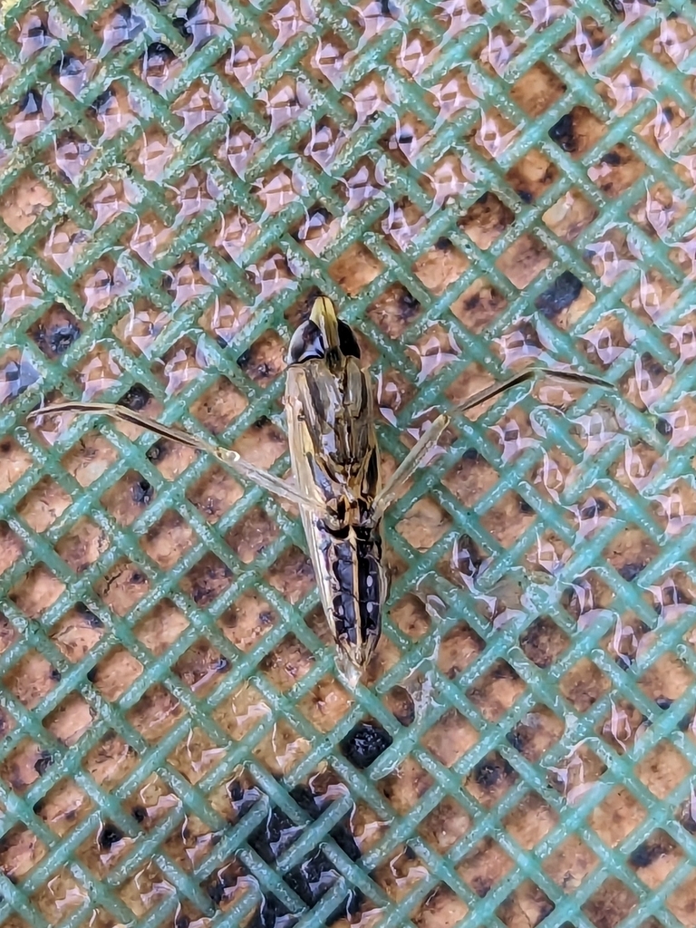 Anisops sardeus in August 2023 by aggranada · iNaturalist