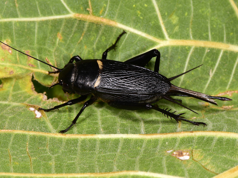 Southern Field Cricket (insects of mumbai) · iNaturalist