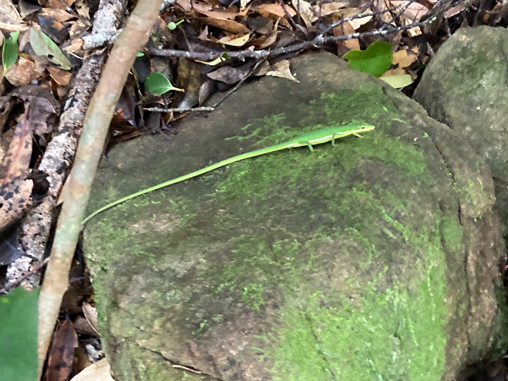 Green Grass Lizard in August 2023 by Jon Aull · iNaturalist