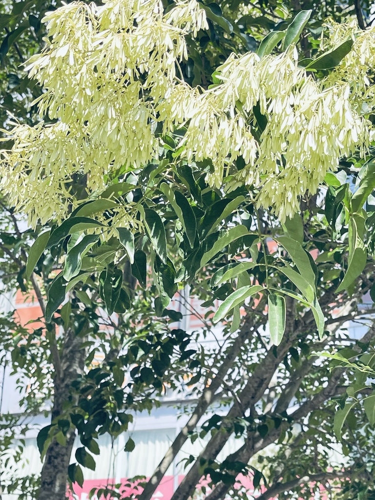 Tassel Tree from 大手前通り, 姬路市, 兵庫縣, JP on August 12, 2023 at 02:34 PM by ...