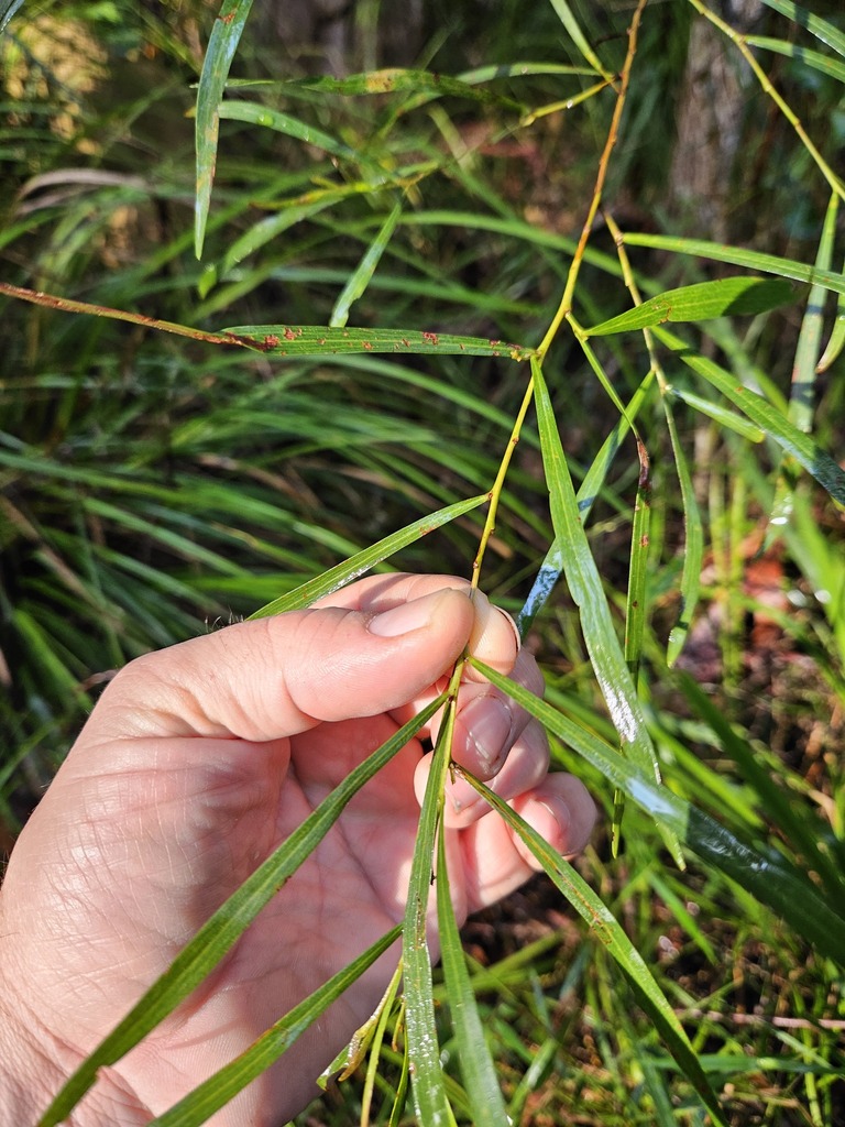 Long leaf Wattle from Pomona QLD 4568, Australia on August 2, 2023 at ...