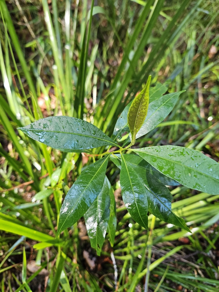 Common Hop Bush from Pomona QLD 4568, Australia on August 2, 2023 at 09 ...