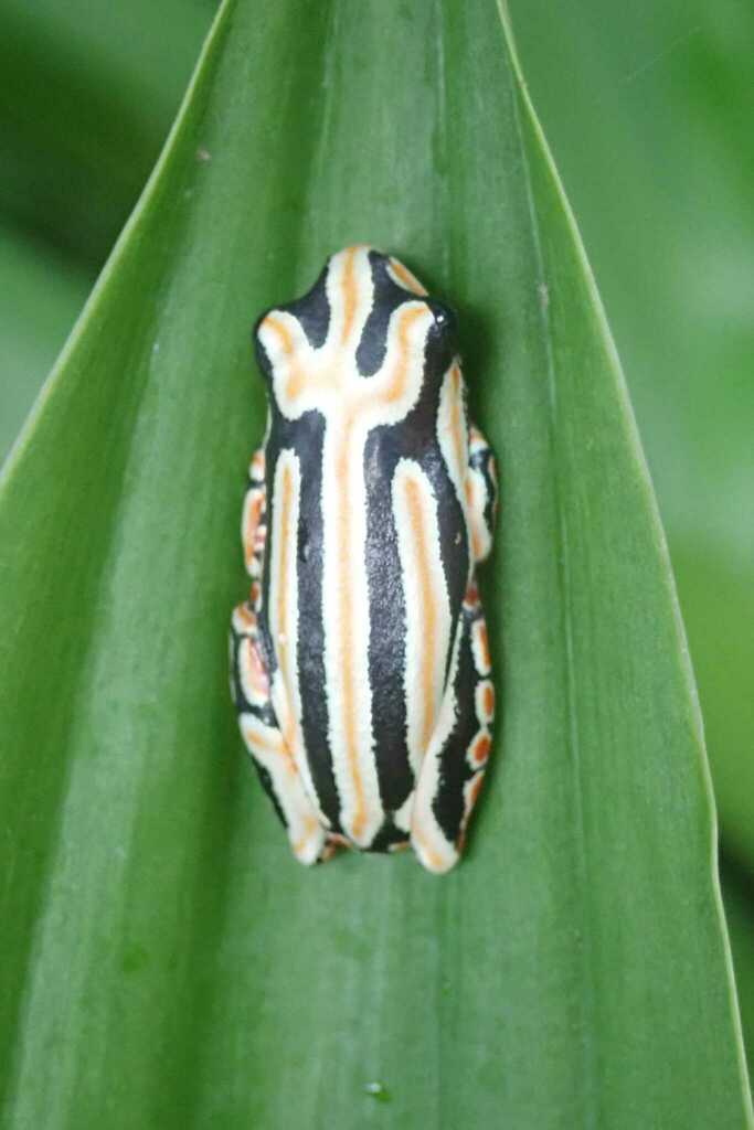 Painted Reed Frog from Zona Braza, Gaza Province, Mozambique on March ...