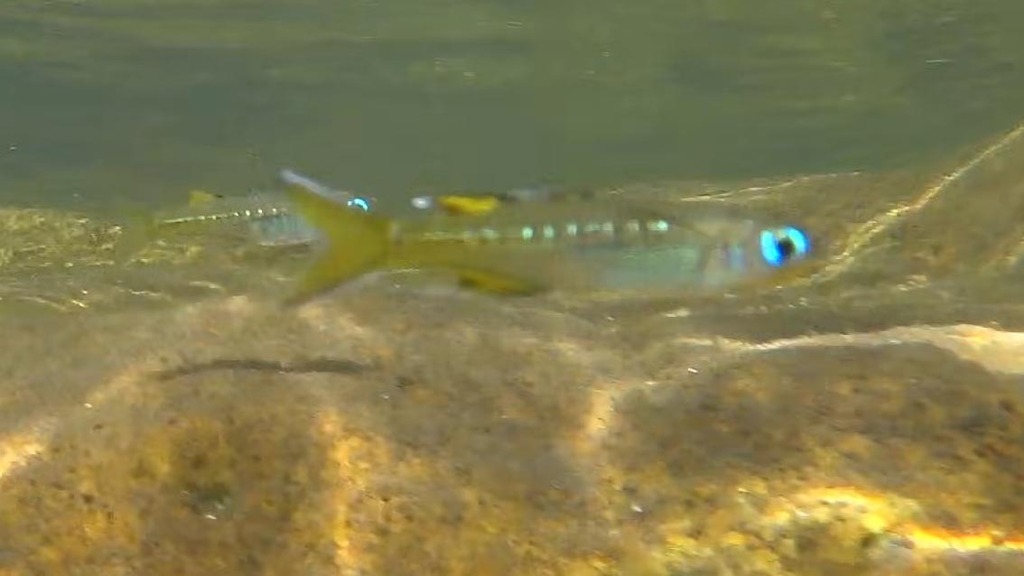 Pacific Blue Eye from Murray Upper QLD 4854, Australia on August 11 ...