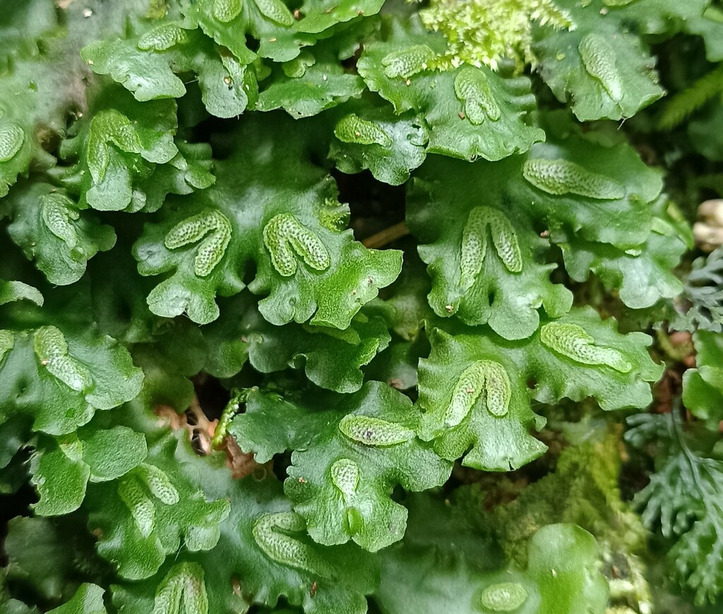 Monoclea gottschei elongata from Limón, Guápiles, Costa Rica on May 10 ...