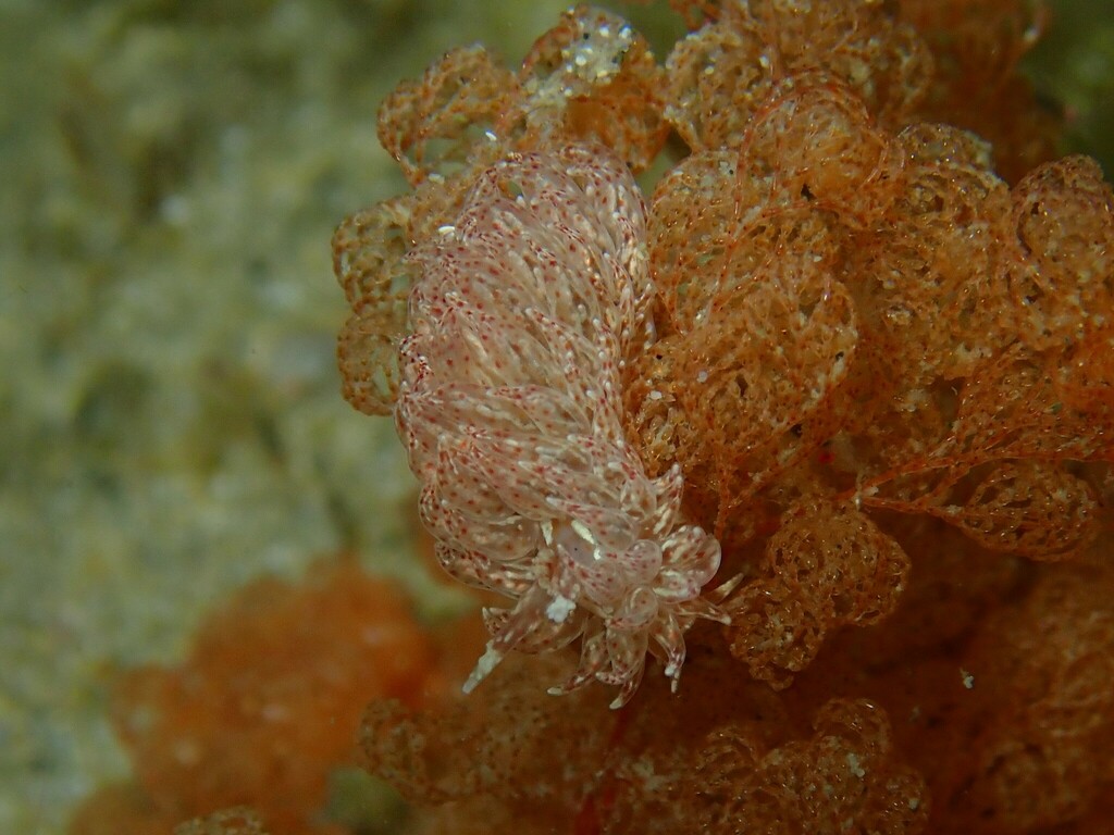 Janolus from Victoria, Australia on August 11, 2023 at 09:29 PM by Nick ...