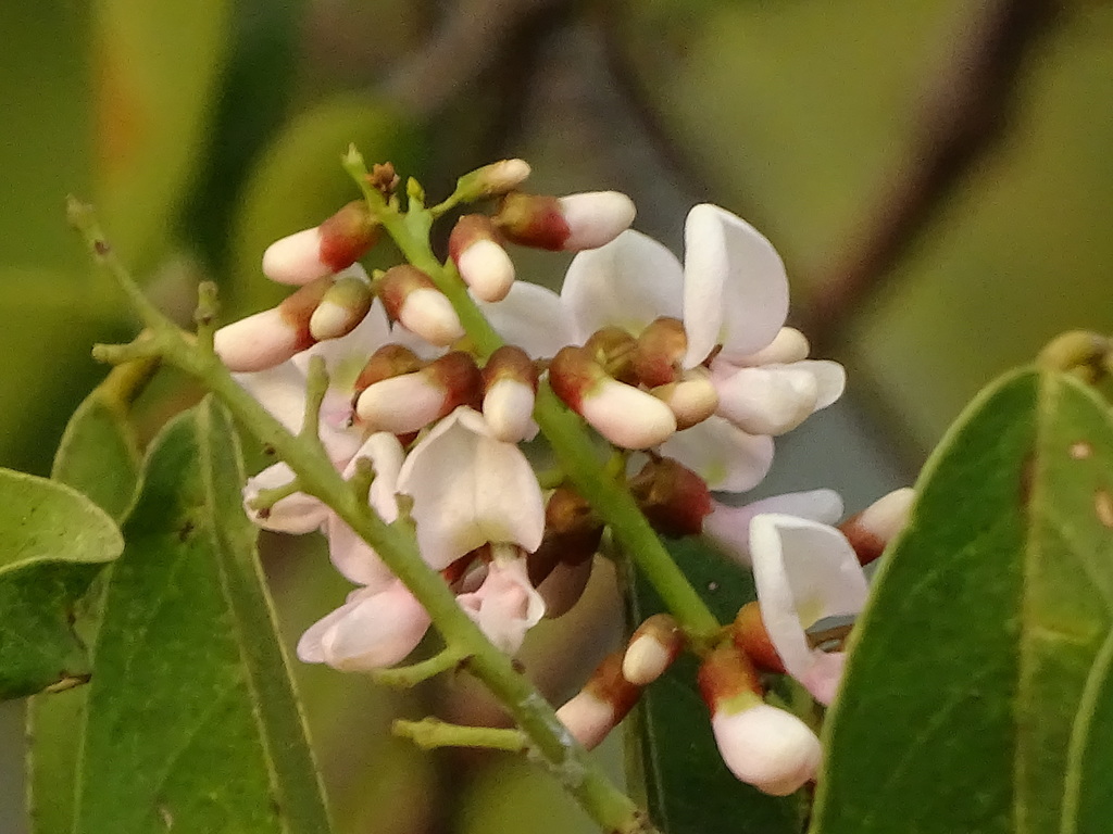 Derrises (Derris) - Botanical Realm