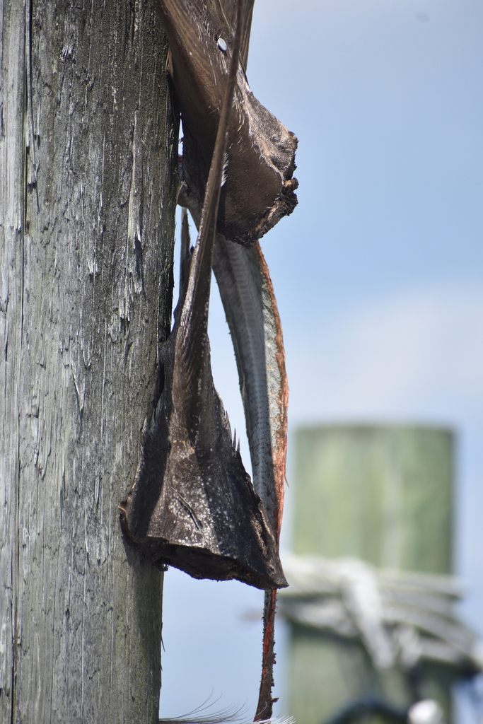 Dealfish from Niantic River, Waterford, CT, US on August 11, 2023 at 11 ...