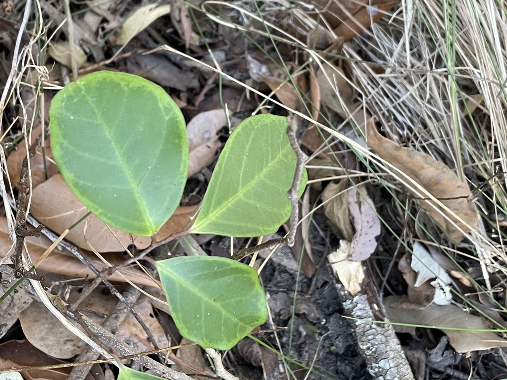 Embelia from Mount Elliott Nature Refuge, Undullah, QLD, AU on August ...