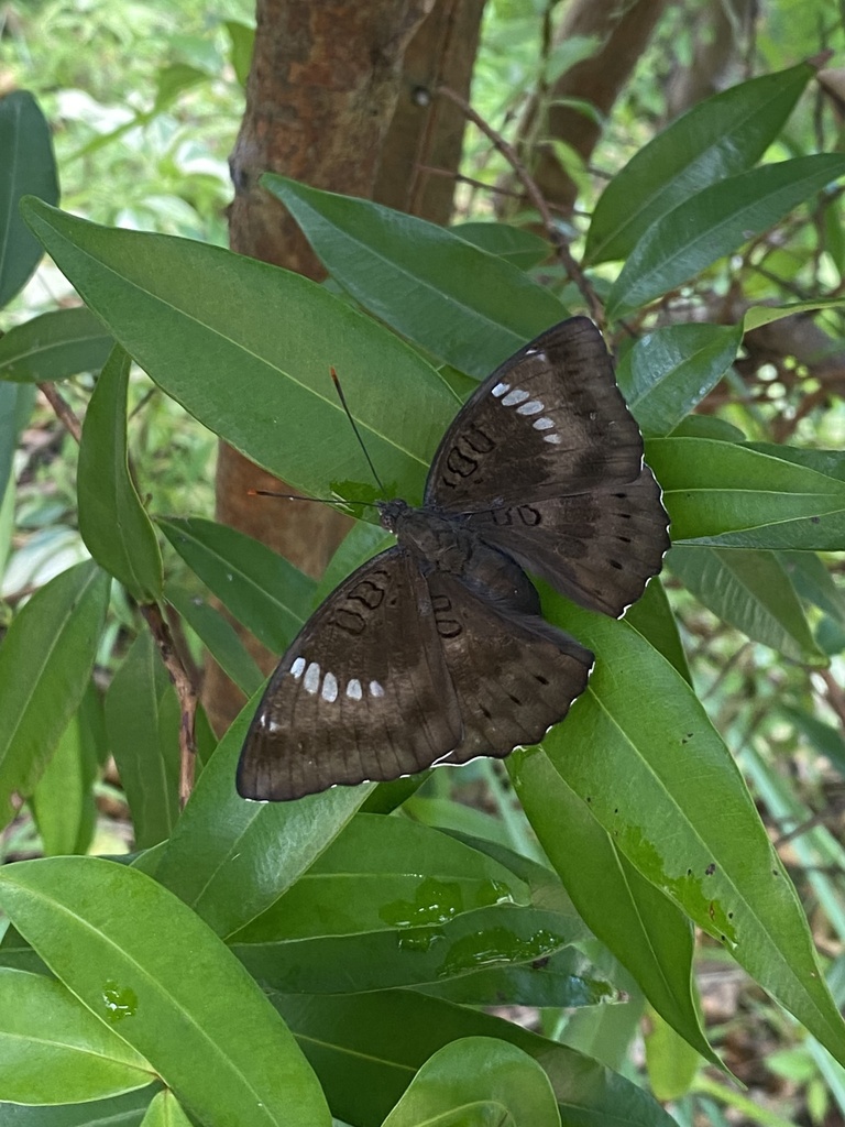 Common Baron from The University of Hong Kong, 薄扶林, 香港, HK on August 7 ...