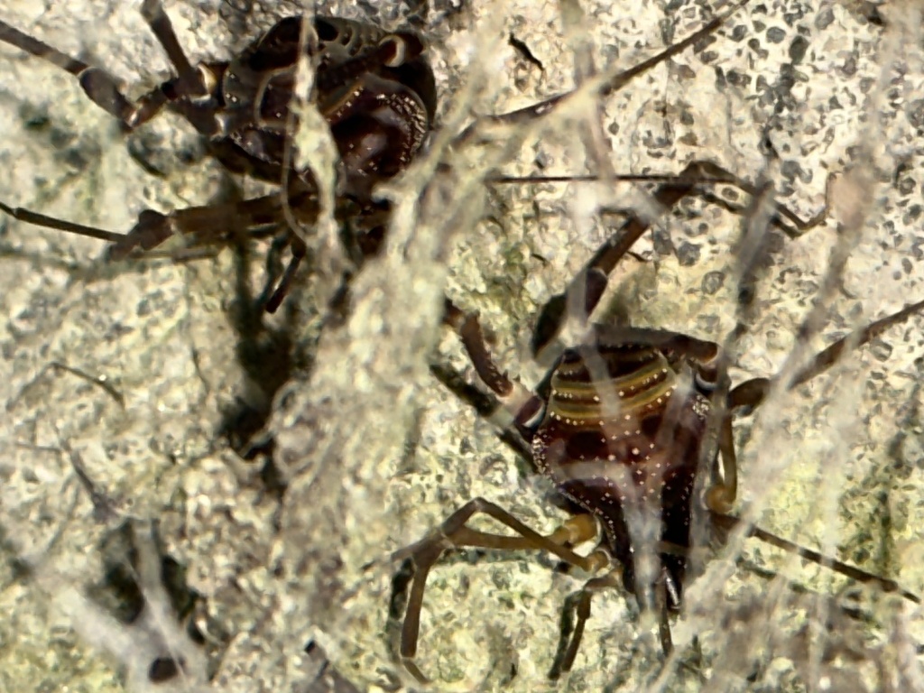 Sadocus asperatus from Alemana Alto, Concepción, Biobío, CL on August ...
