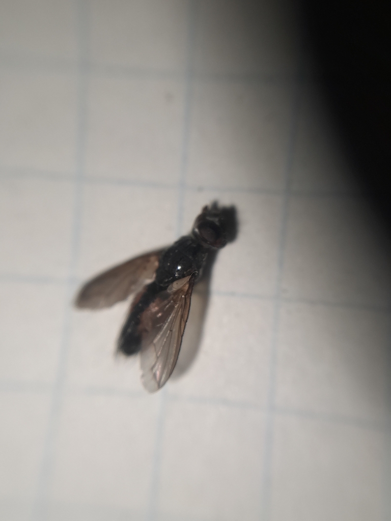 Red Spotted Parasite Fly from Оренбургская обл., Россия, 461533 on ...