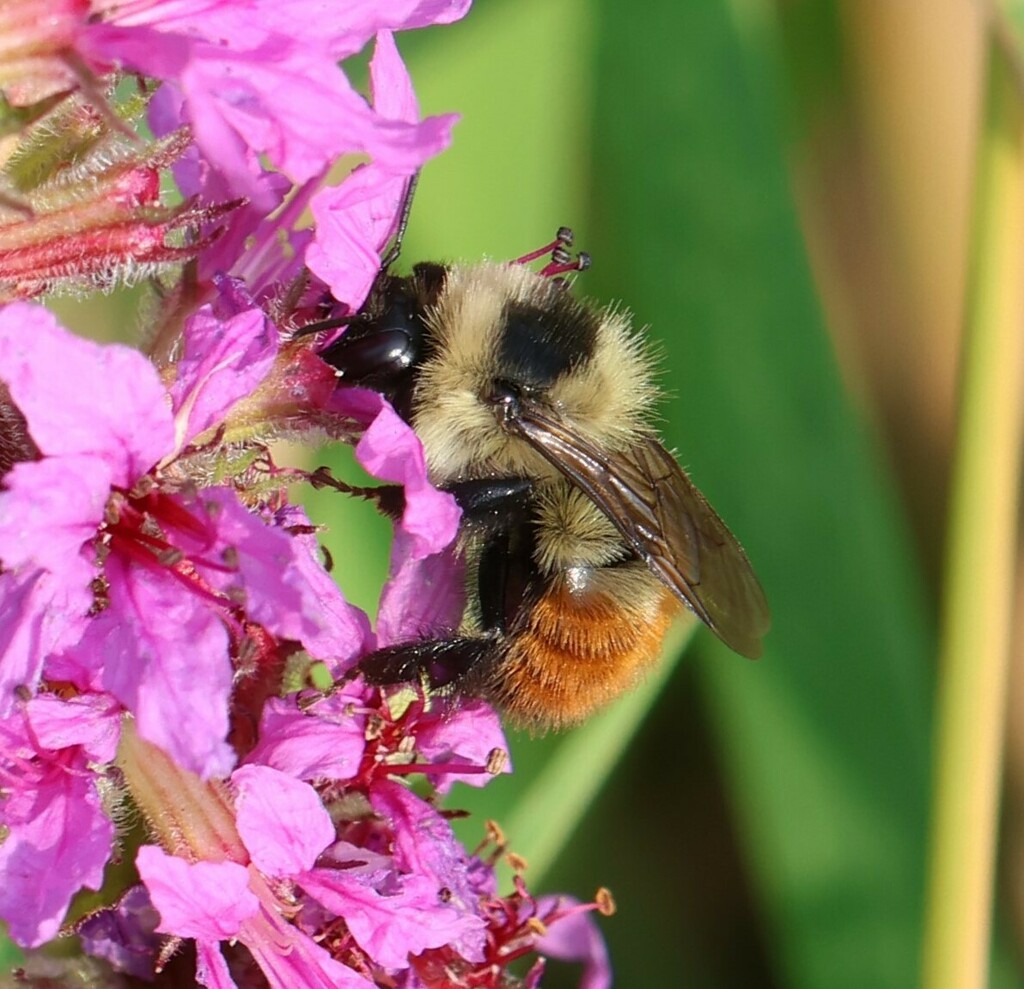 Red-belted Bumble Bee from South Burlington, VT, USA on August 9, 2023 ...