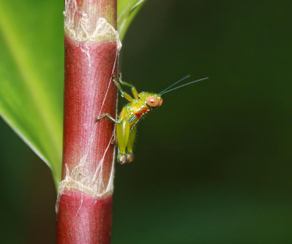 Genimenoides subapterum from Dool Ella, Pimbura, Sri Lanka on August 12 ...