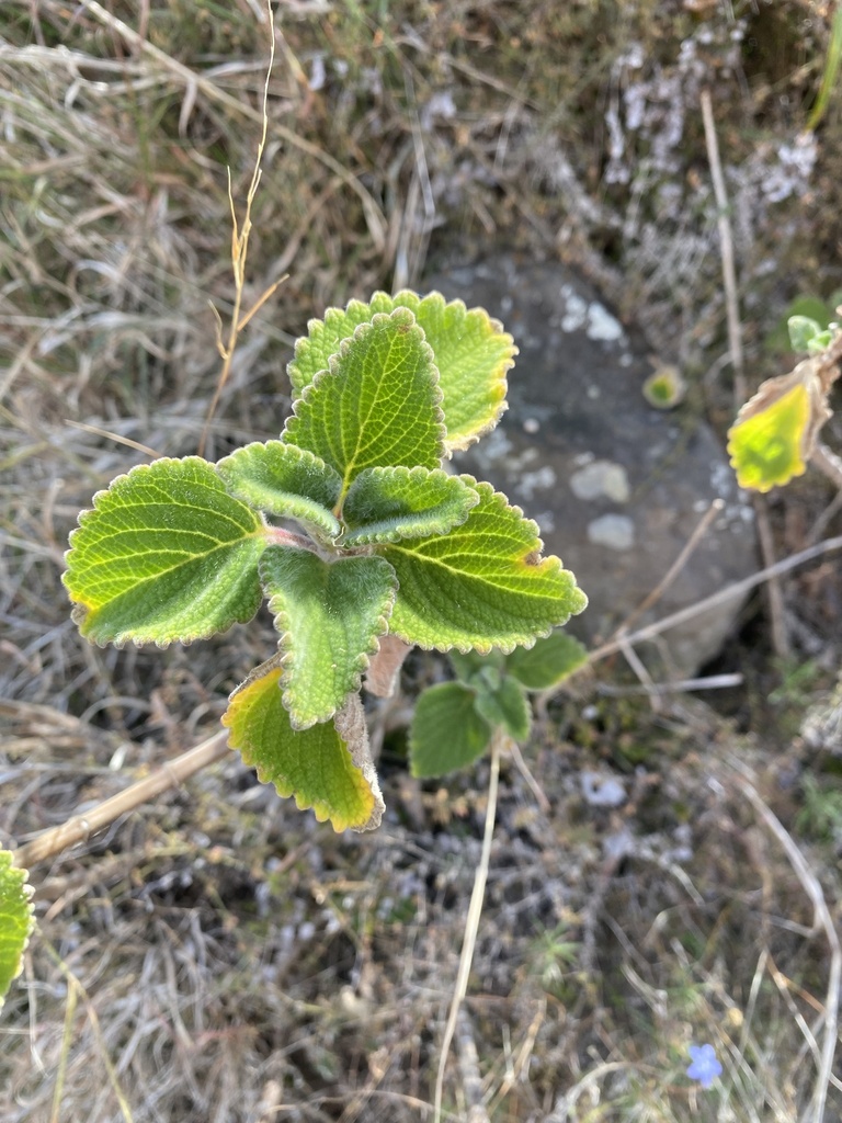 little spurflower from Drayton, QLD, AU on August 12, 2023 at 01:52 PM ...