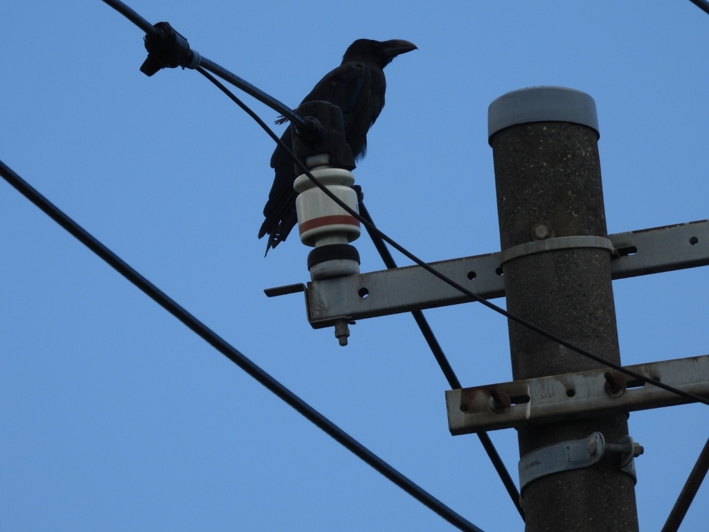 Japanese Crow from 247-0063, Japan on August 10, 2023 at 06:37 PM by ...