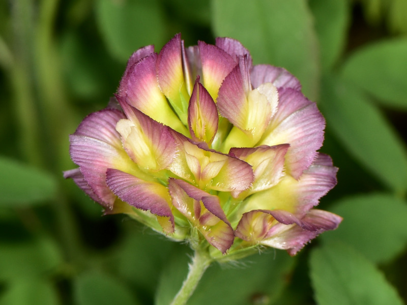Large-flower Hop Clover (Trifolium grandiflorum) - Botanical Realm