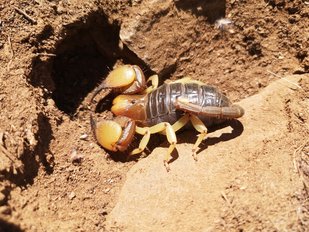 Robust Burrowing Scorpion from Khomas Region, Namibia on July 3, 2023 ...