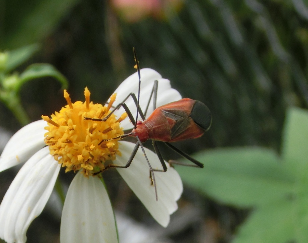 Leptocoris vicinus from 台灣彰化縣 on August 12, 2023 at 10:02 AM by ...