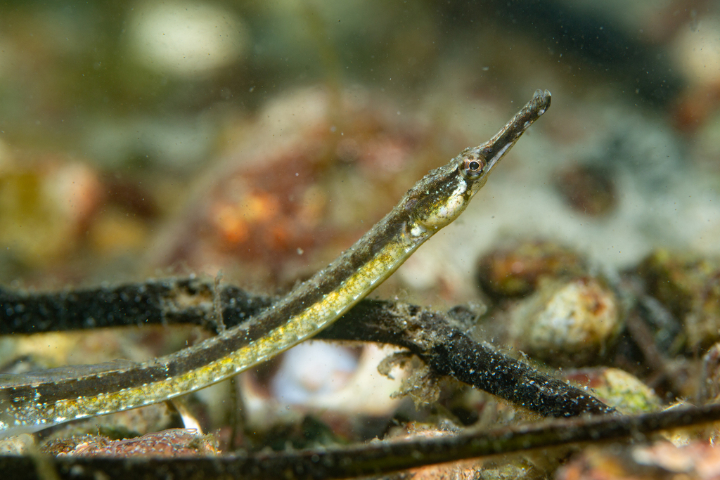 Northern Pipefish from Gloucester, MA, USA on June 22, 2023 at 12:36 PM ...