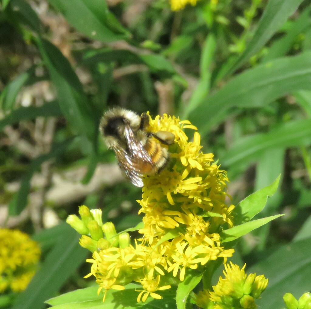 Tricolored Bumble Bee from 177 Reservoir Rd, Waterbury Center, VT 05677 ...