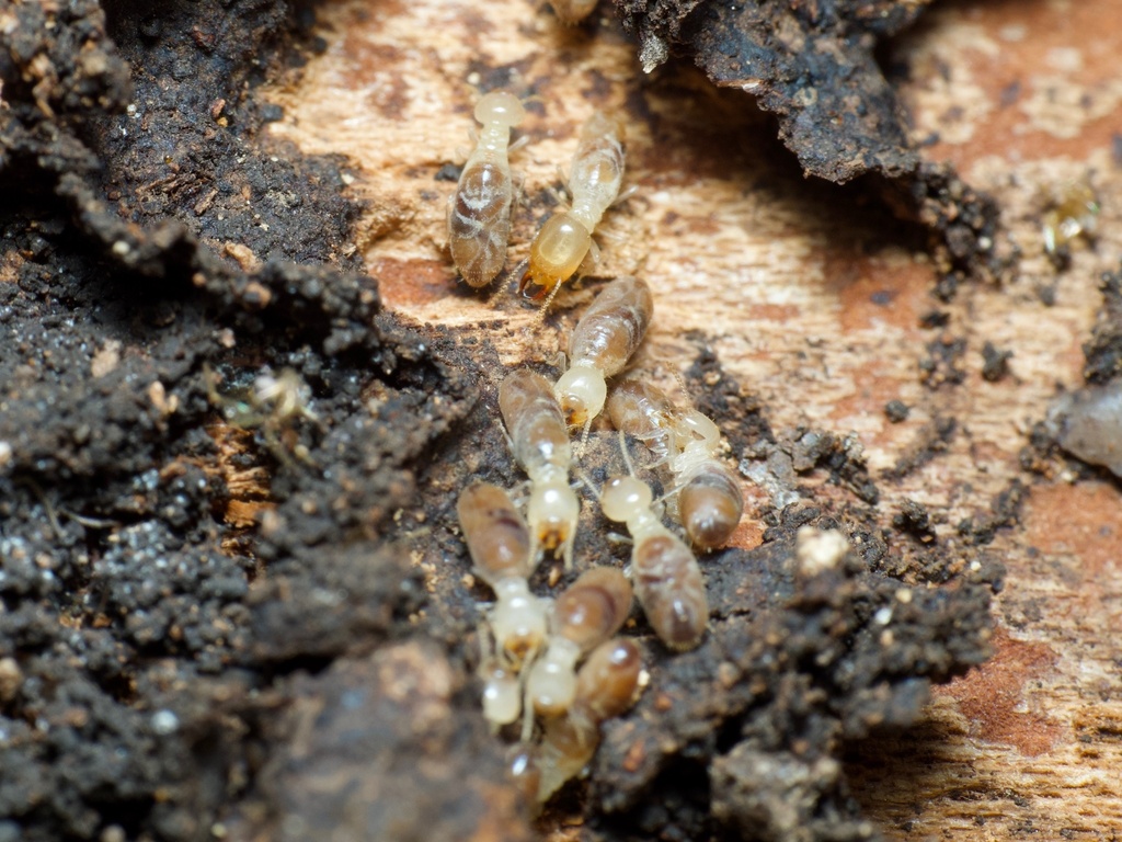 Wheeler’s desert termite (Cockroaches and Termites of the United States ...