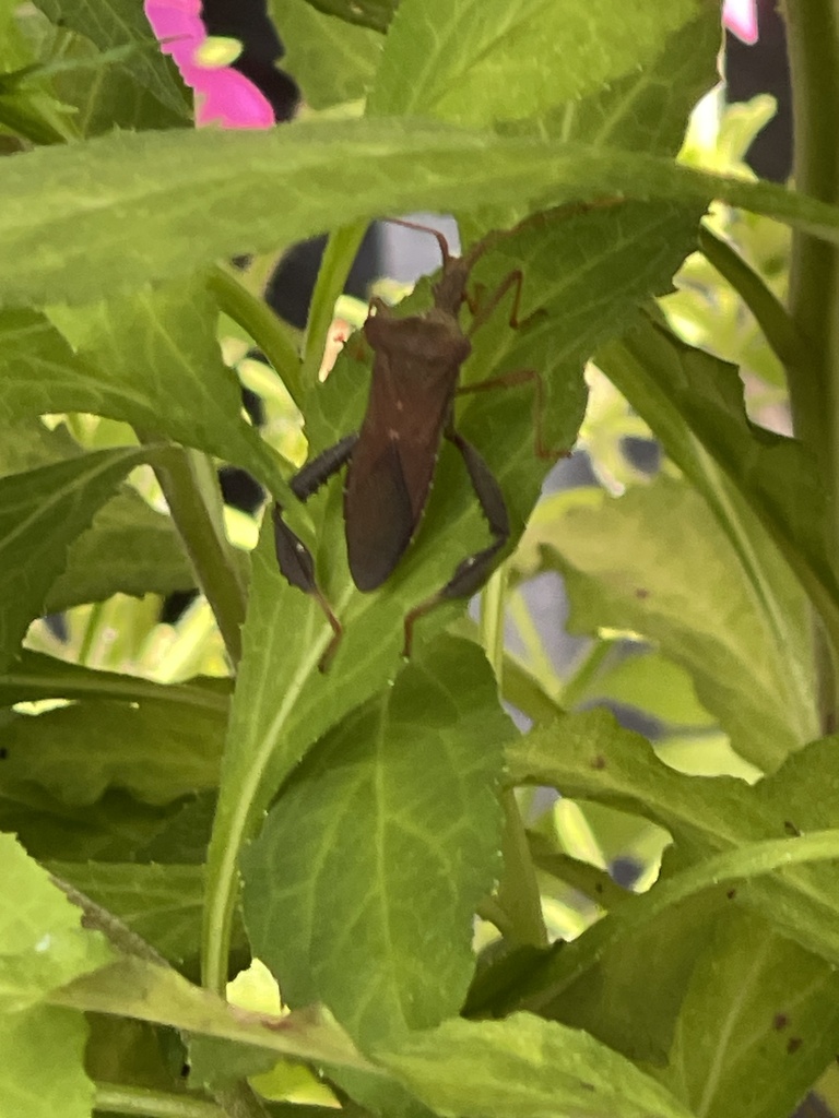 Magnolia Leaf-footed Bug from Quick Fox Ct, Bristow, VA, US on August ...