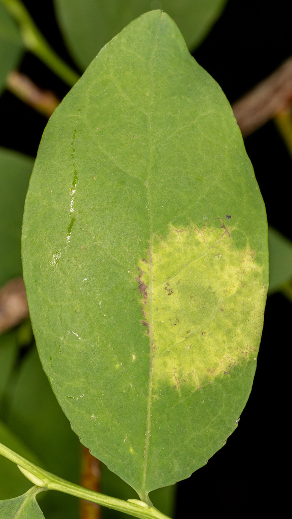 Contarinia from Clackamas County, OR, USA on July 22, 2023 at 05:13 PM ...