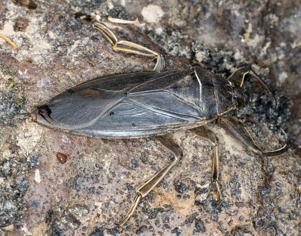 American Giant Water Bug from Lewis County, WA, USA on August 4, 2023 ...