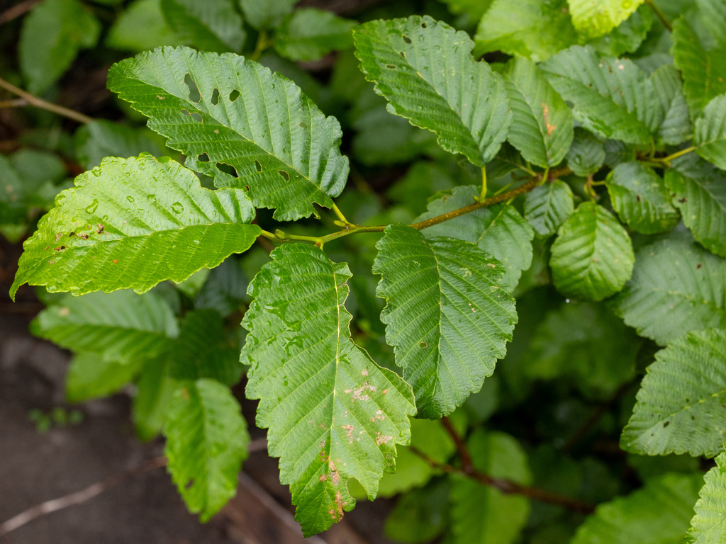 Red Alder from Lewis County, WA, USA on August 5, 2023 at 10:41 AM by ...