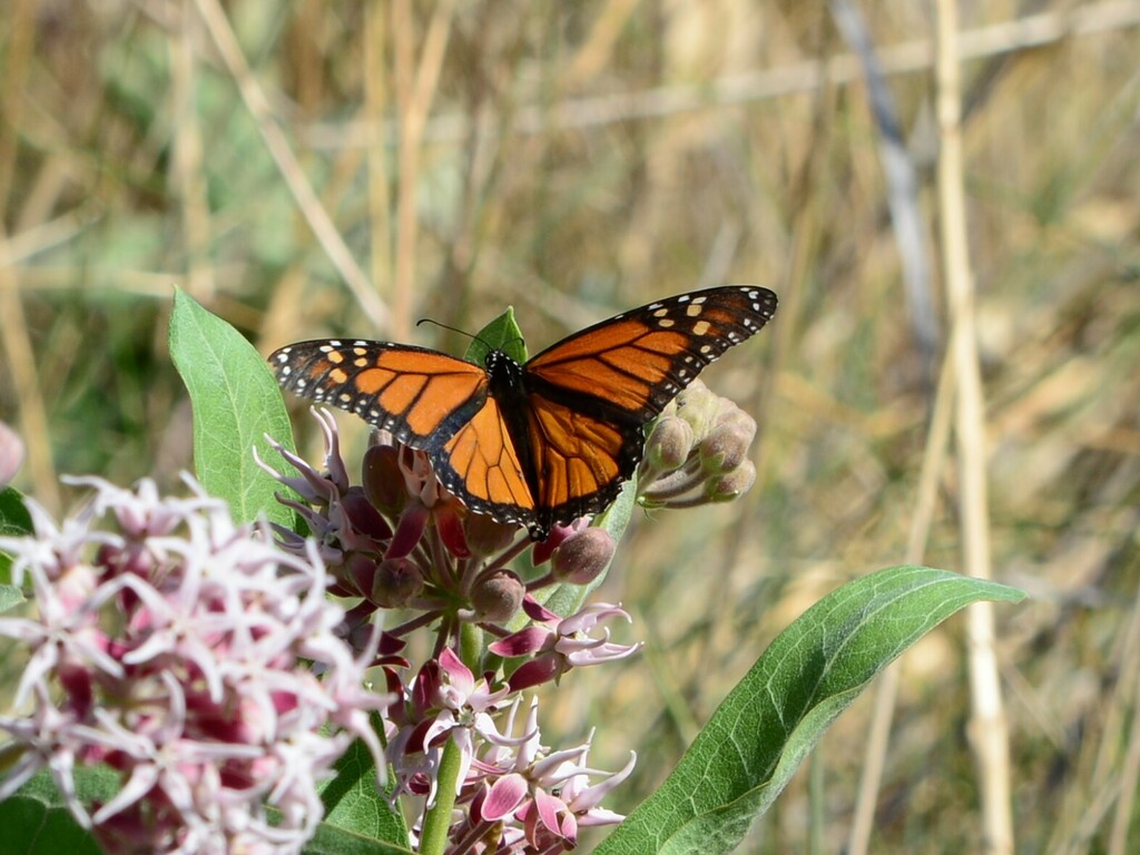 Monarch from Okanagan-Similkameen, CA-BC, CA on August 11, 2023 at 11: ...