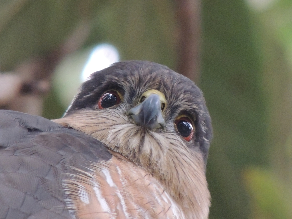 Sharp-shinned Hawk from Johnson City, TX on January 31, 2019 at 04:25 ...