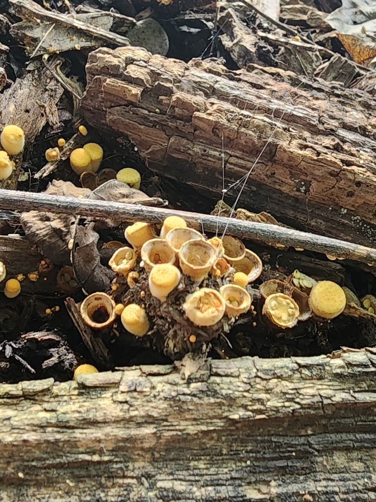 Crucibulum parvulum from Pleasant Township, IN, USA on August 12, 2023 ...