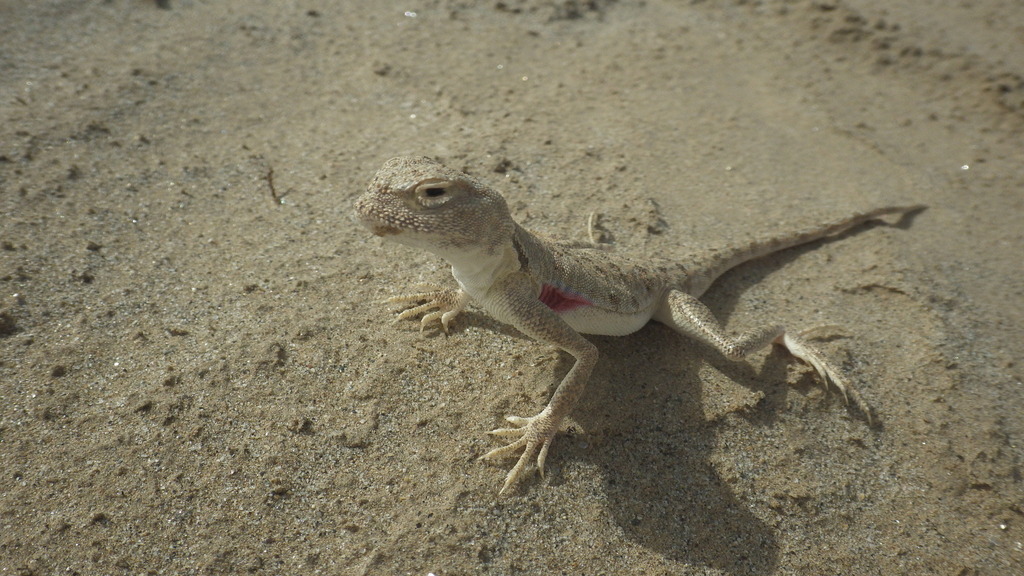 Yarkand toad-headed agama from Karakax County, Hotan Prefecture ...