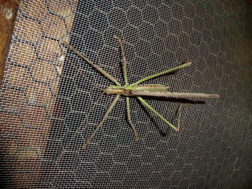 Genus Clonia · iNaturalist