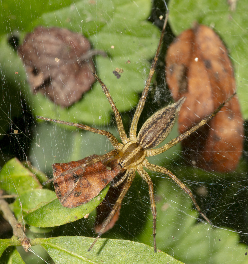 Grass Spiders from Devola, OH 45750, USA on August 12, 2023 at 09:54 AM ...