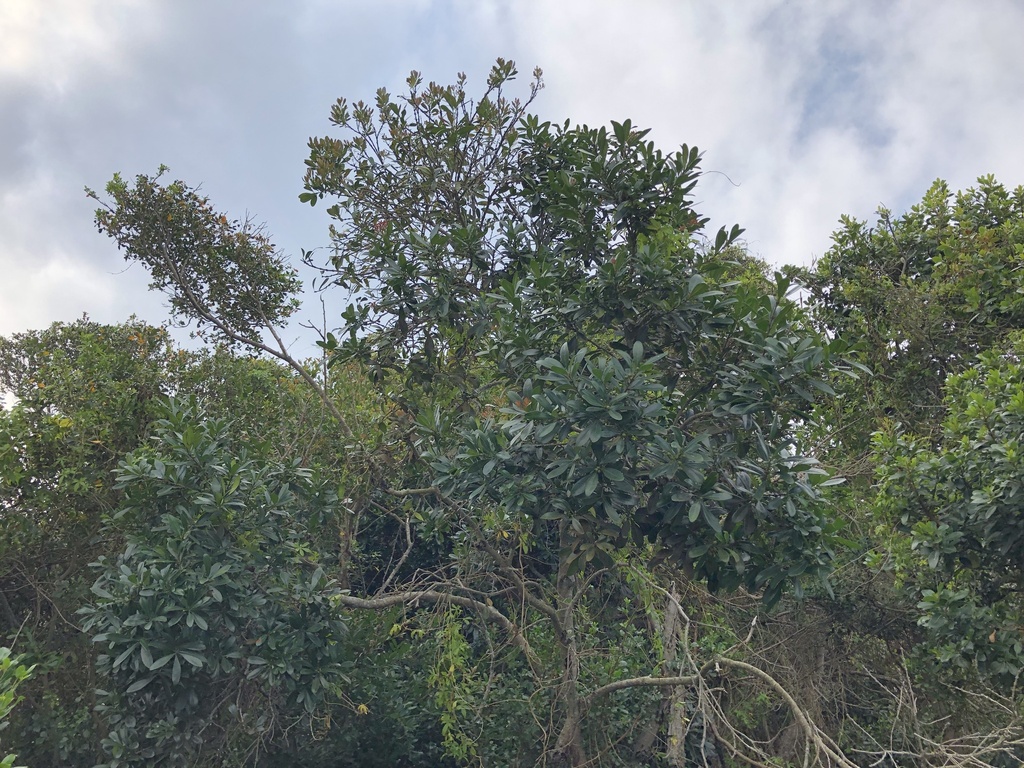 White-Stem Guarri from Garden Route (Tsitsikamma, Knysna, Wilderness ...