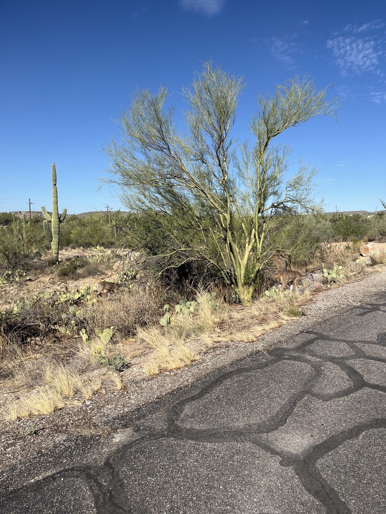 White-tailed Deer from Coronado National Forest, Tucson, AZ, US on ...