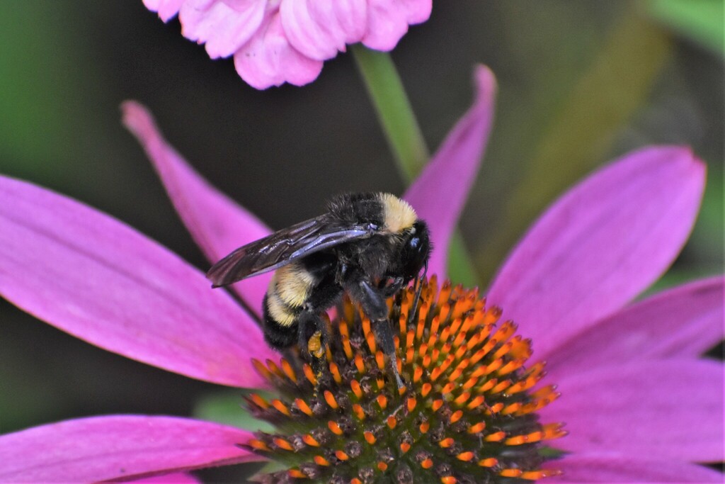 American Bumble Bee from Pinson, AL on August 6, 2023 at 01:22 PM by ...