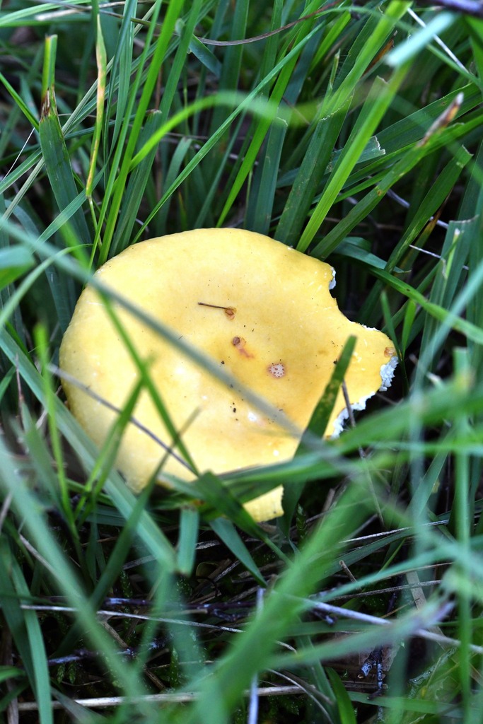 Yellow Swamp Brittlegill from York, UK on August 6, 2023 at 04:32 PM by ...