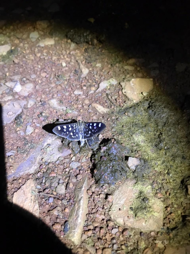 Chequered Snout from Tiriya on August 12, 2023 at 09:45 PM by Mayank ...