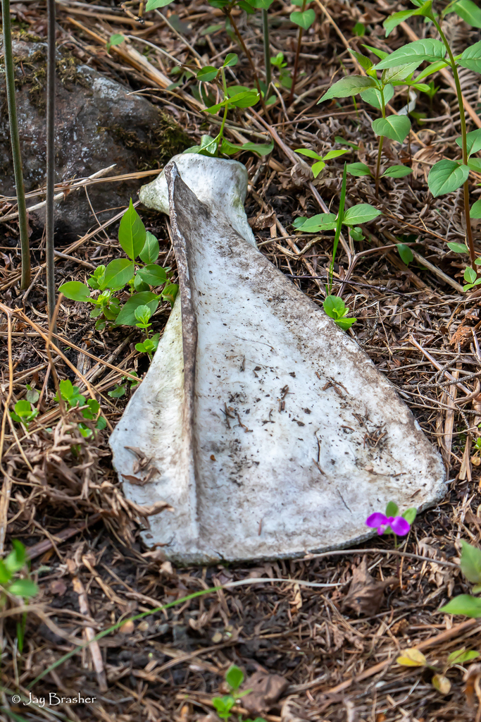 Northwestern Moose from Isle Royale NP, LeSage Lake, Keweenaw County ...