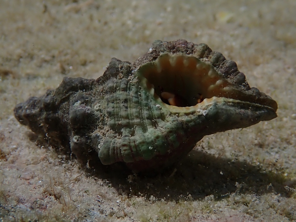 Gold-Mouthed Triton Snail from Main Island, BM on August 11, 2023 at 11 ...